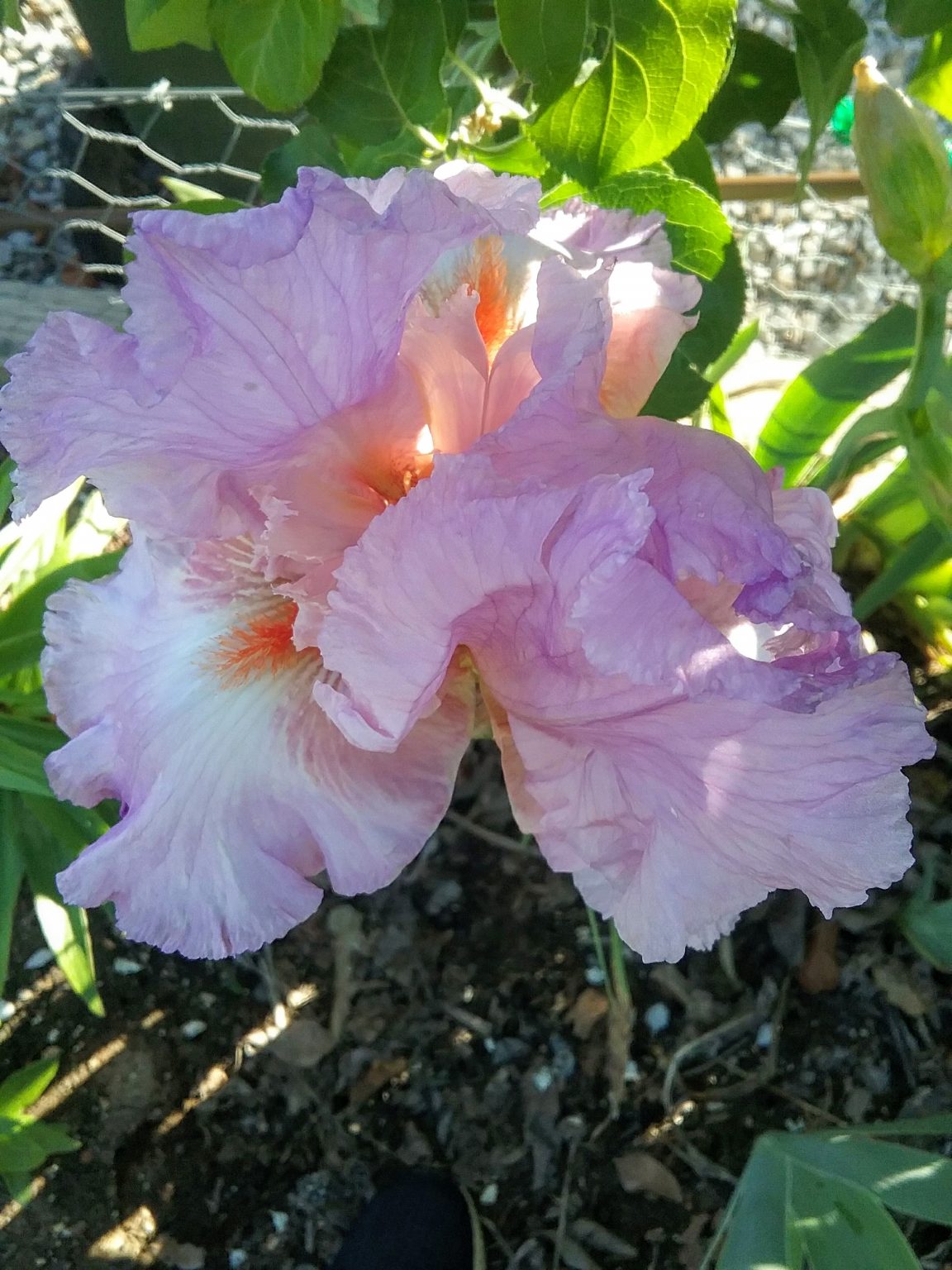 Tall Bearded Iris PERSIAN BERRY (bare rooted rhizome) – Trigg Plants