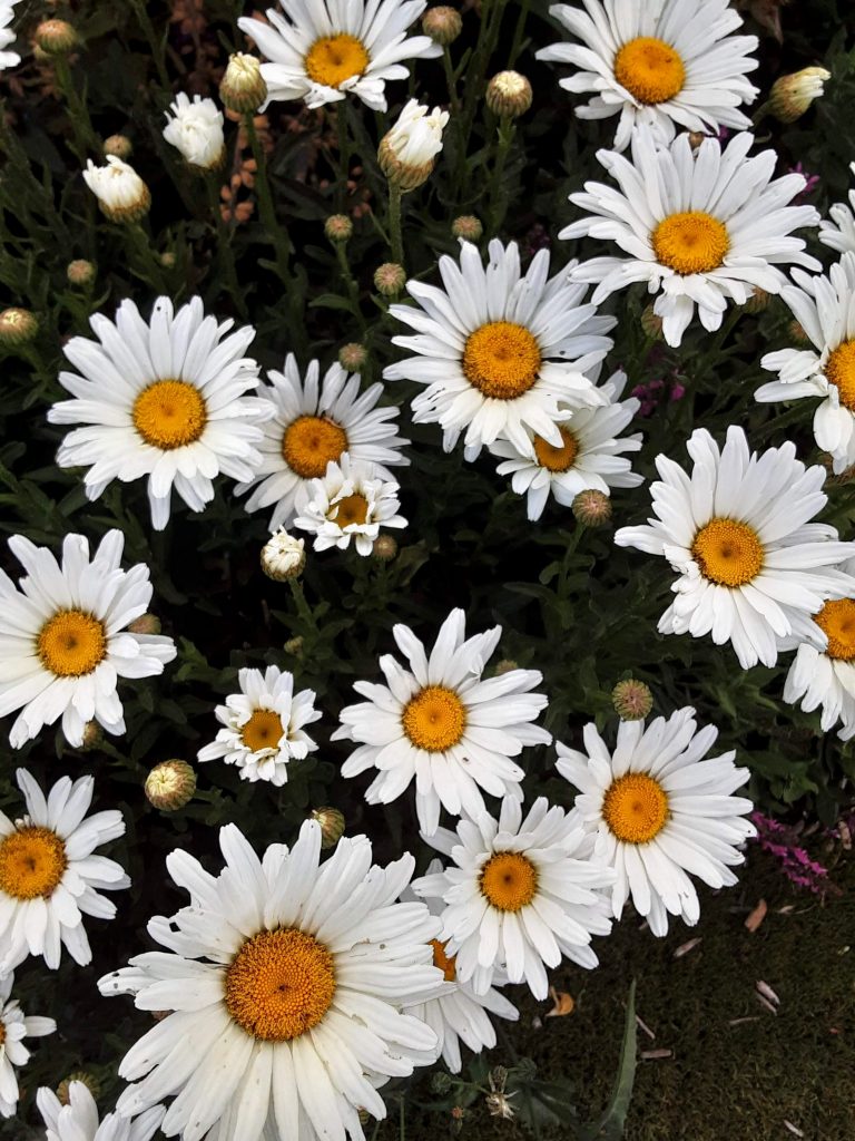 Leucanthemum x superbum nana Bare Rooted – Trigg Plants