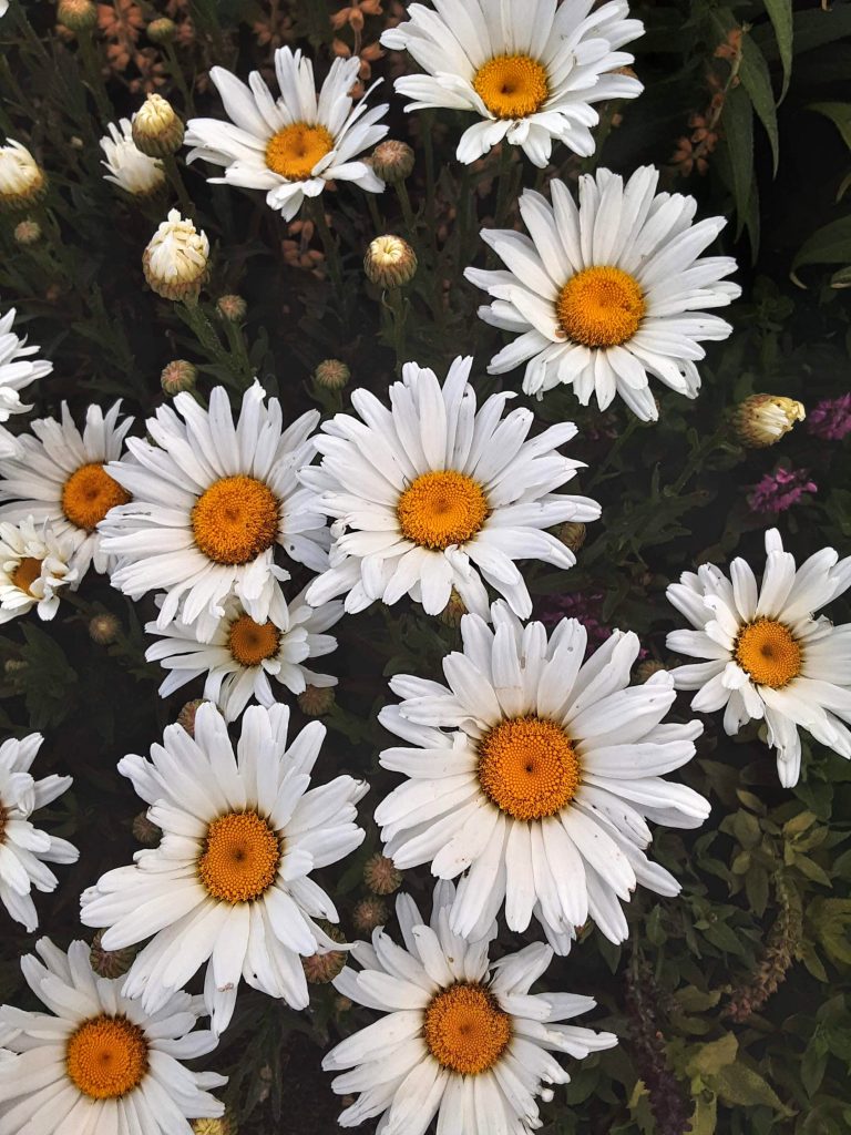 Leucanthemum x superbum nana Bare Rooted – Trigg Plants