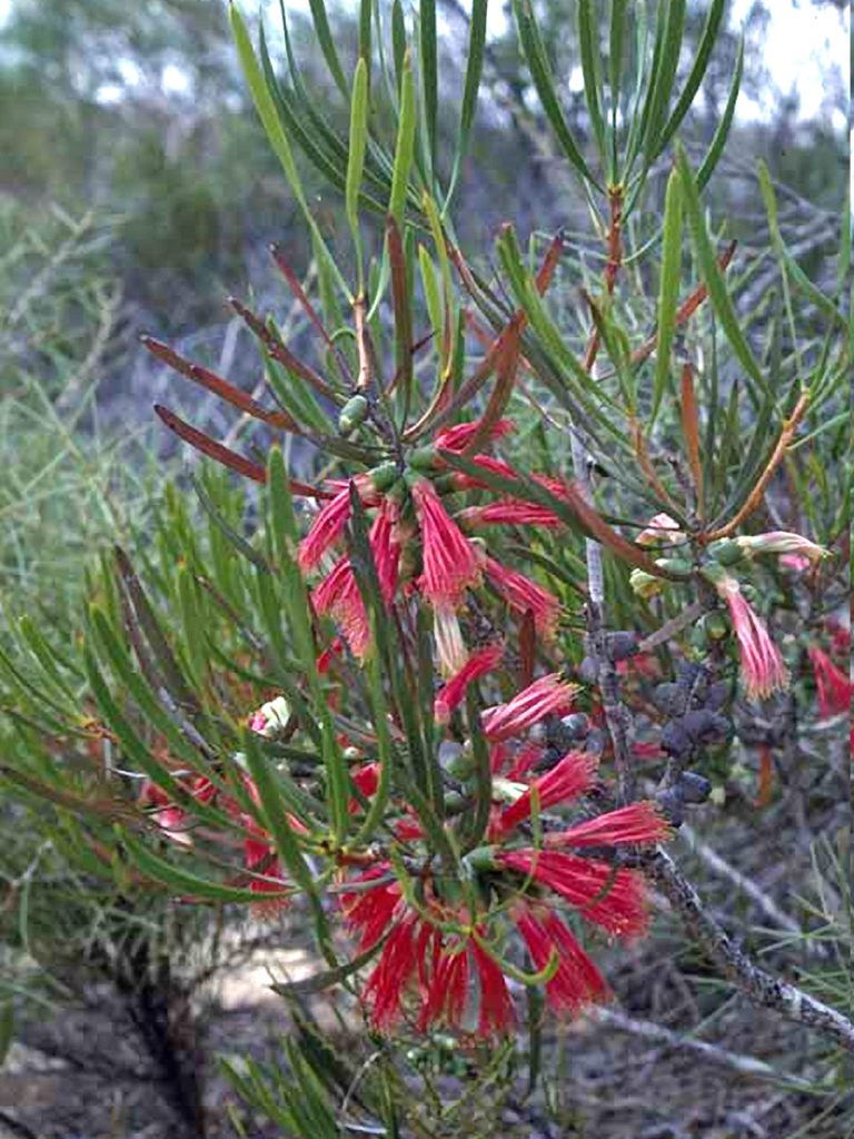 Calothamnus blepharospermus in 50mm Forestry Tube – Trigg Plants