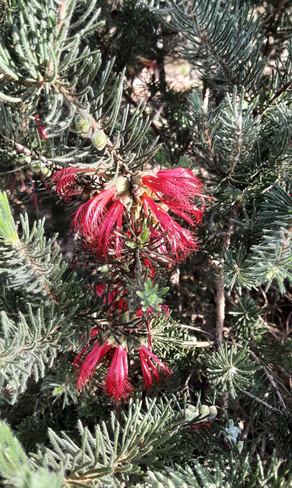 Calothamnus villosus in 50mm Forestry Tube – Trigg Plants