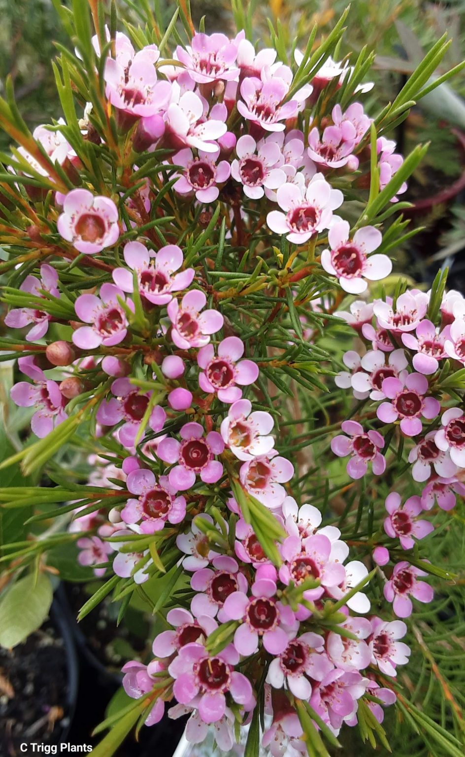 Chamelaucium Jessica in 50mm Forestry Tube – Trigg Plants