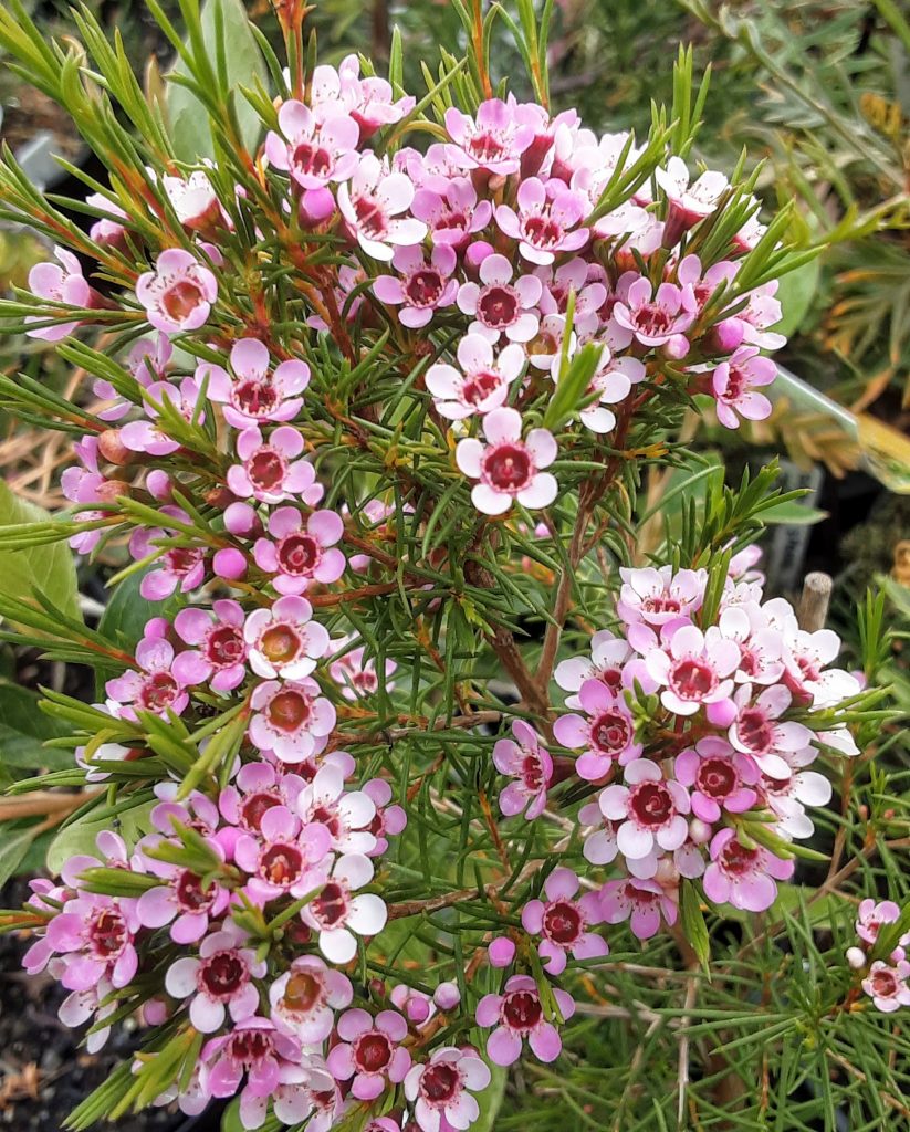 Chamelaucium Jessica in 50mm Forestry Tube – Trigg Plants