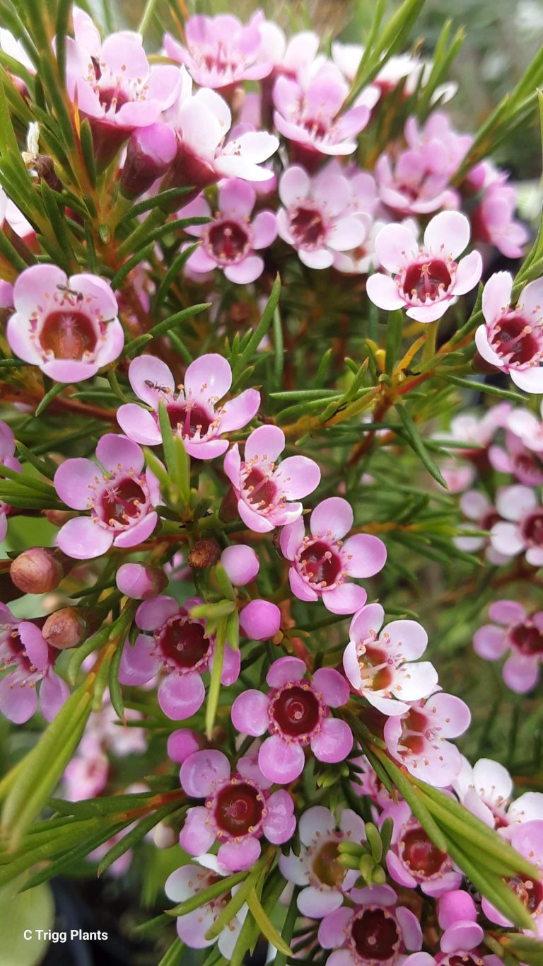 Chamelaucium Jessica in 50mm Forestry Tube – Trigg Plants