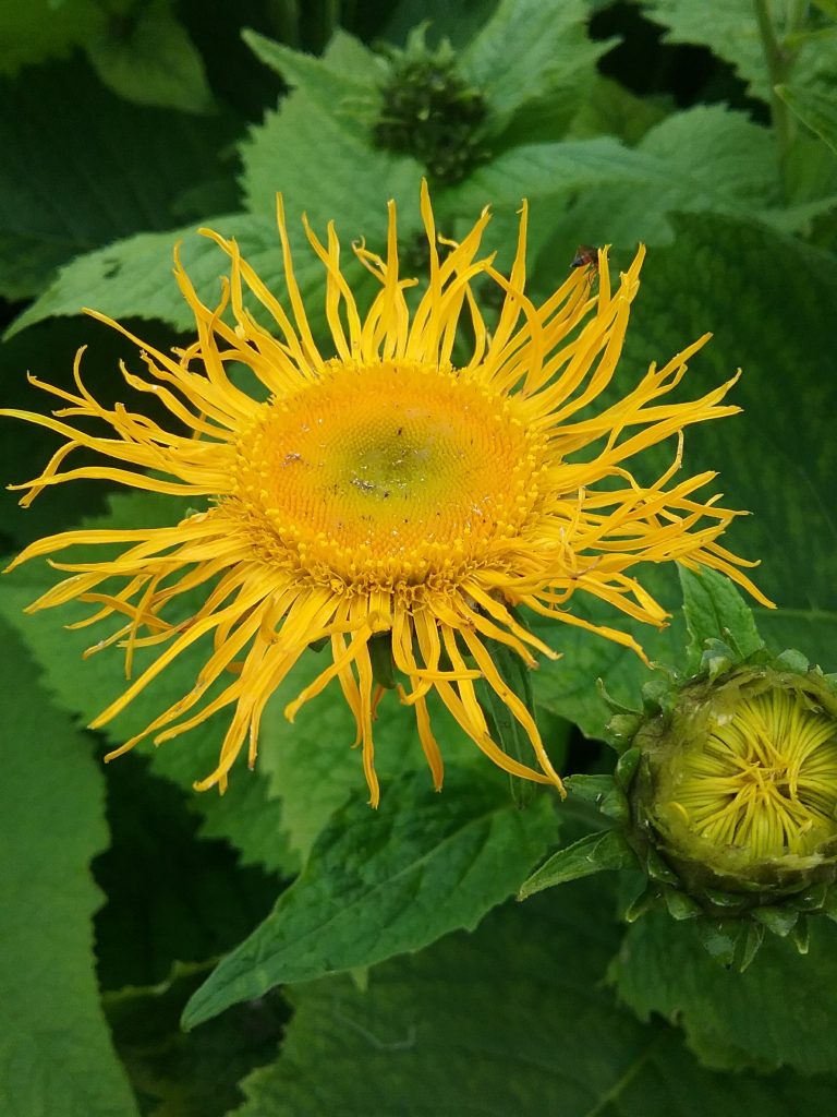 Inula helenium Bare Rooted – Trigg Plants