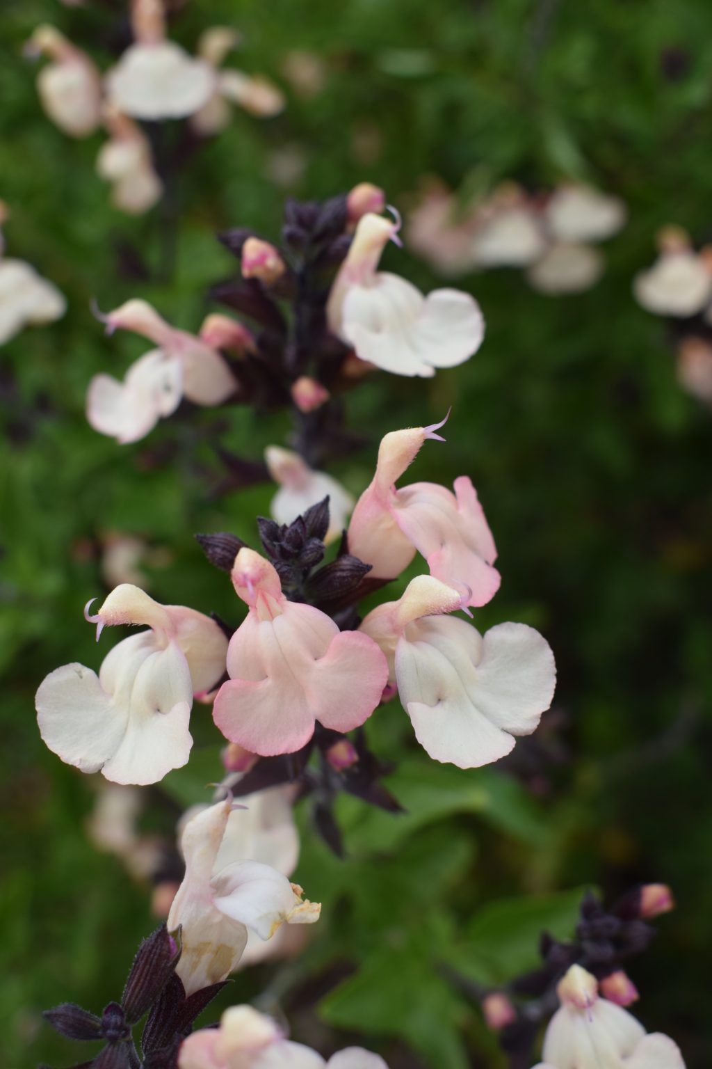 Salvia Orange Sherbet in 68mm Super Tube – Trigg Plants