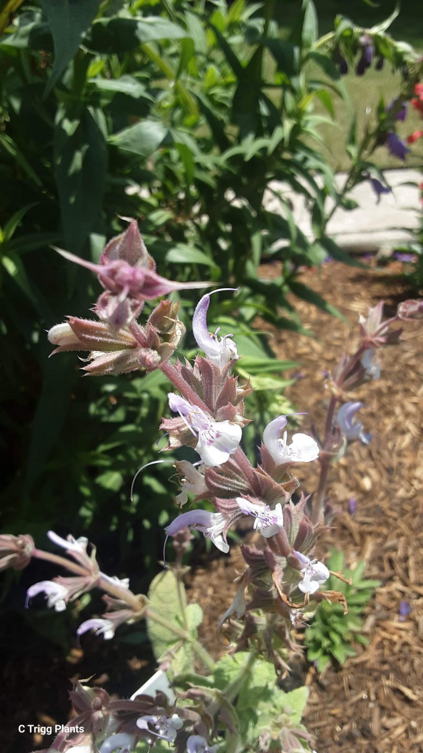 Salvia palestina in 50mm Forestry Tube – Trigg Plants