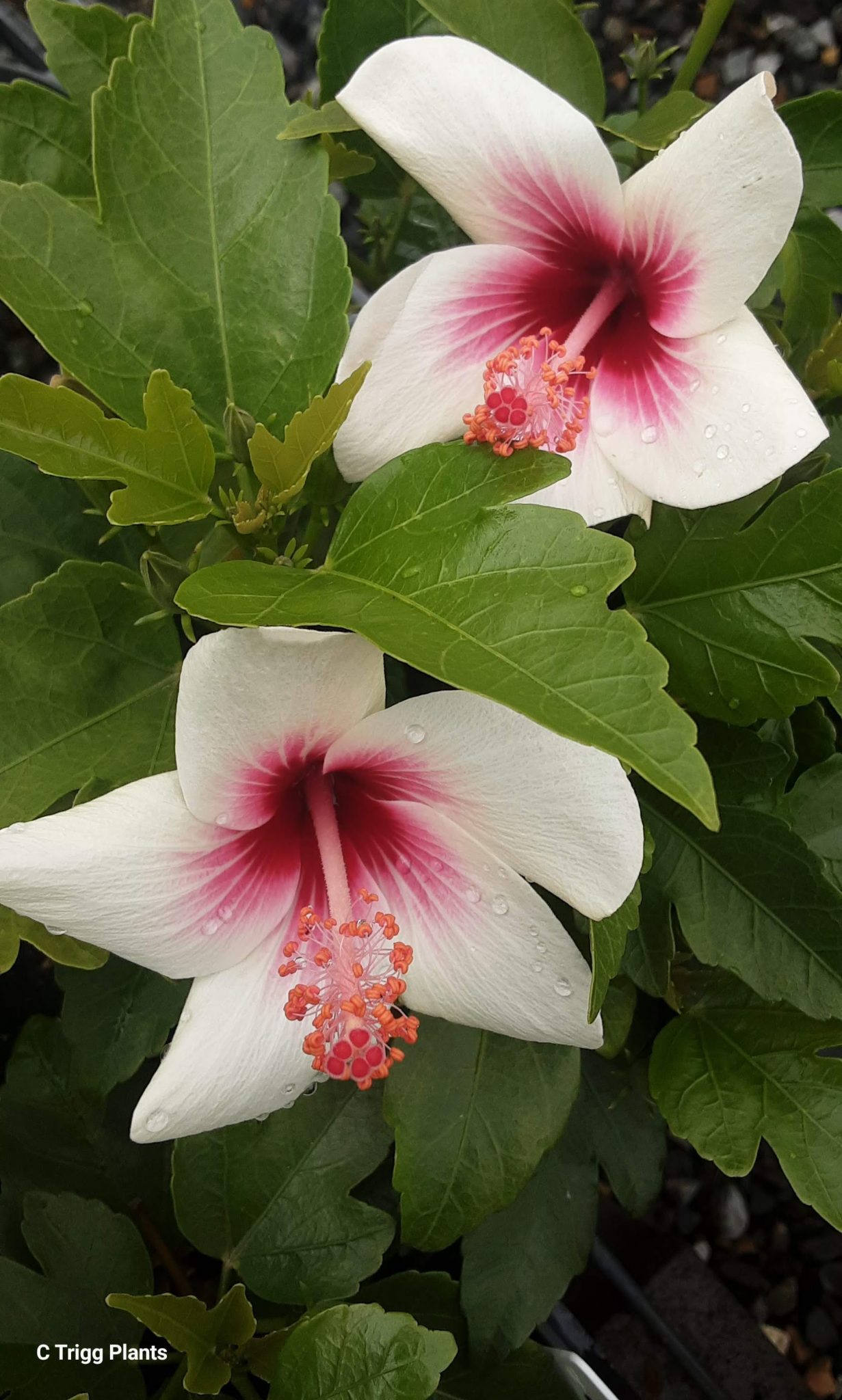 Hibiscus Fijian White in 85mm Squat Pot – Trigg Plants