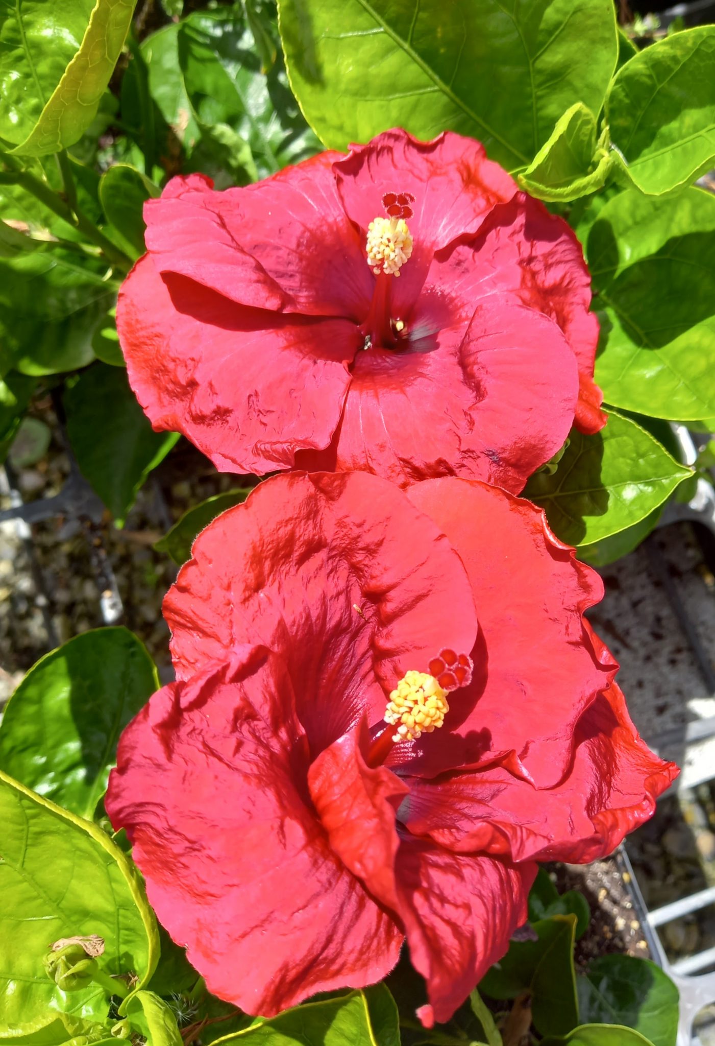 Hibiscus Red Rascal in 85mm Squat Pot – Trigg Plants