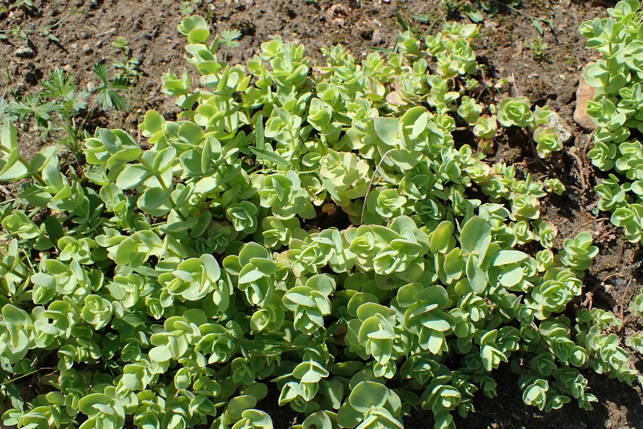 Sedum ewersii var homophyllum Bare Rooted – Trigg Plants