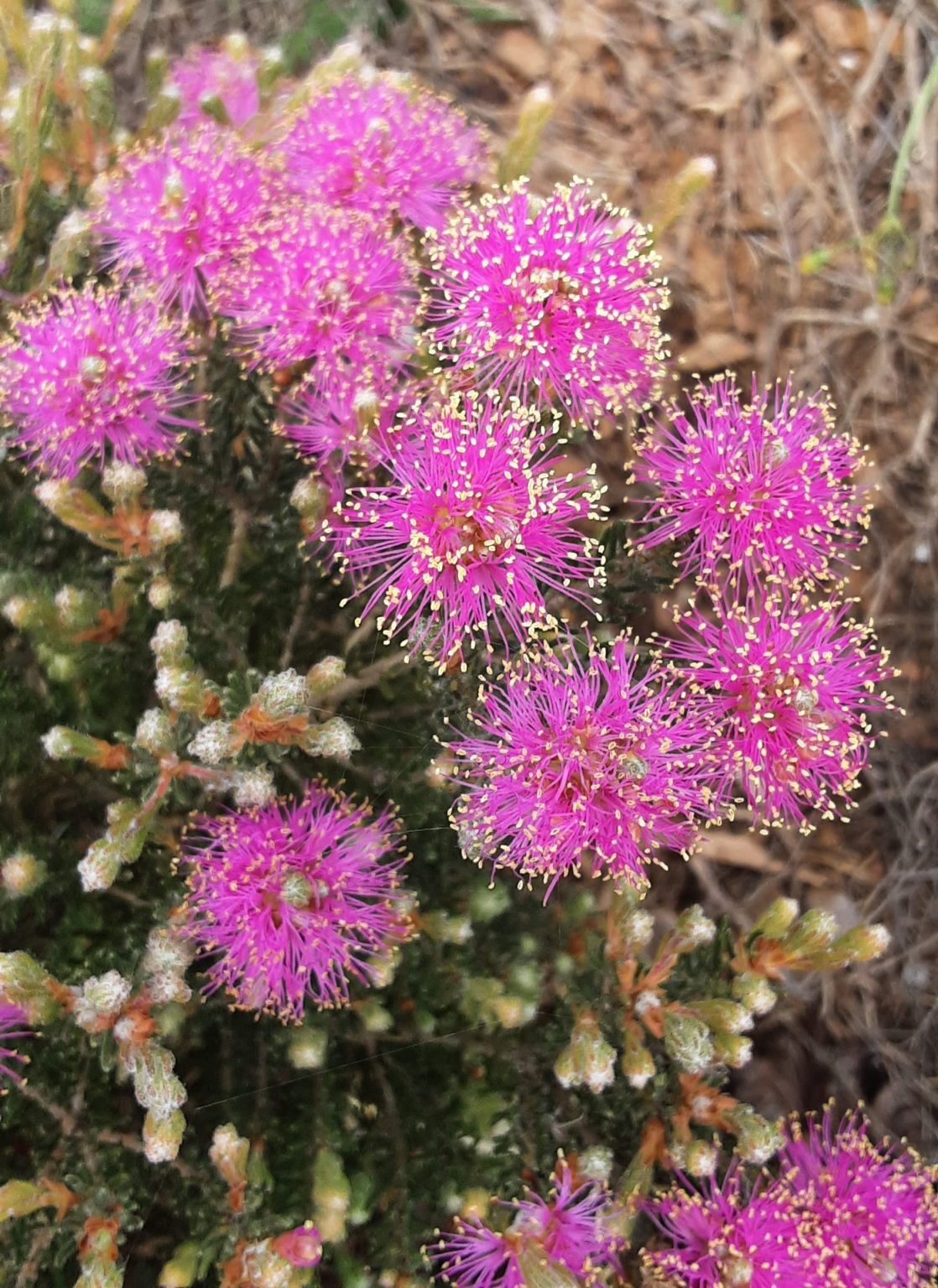 Melaleuca hollidayii in 50mm Forestry Tube – Trigg Plants