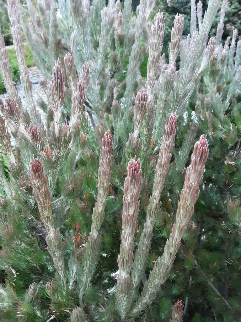 Adenanthos cygnorum in 50mm Forestry Tube – Trigg Plants