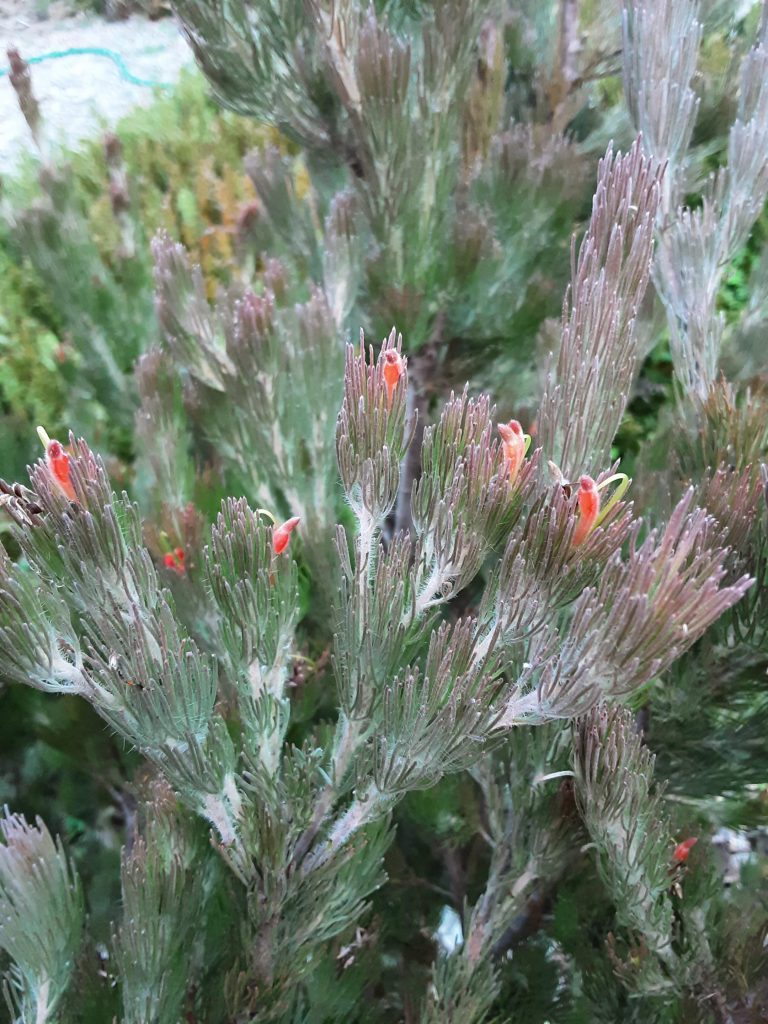 Adenanthos cygnorum in 50mm Forestry Tube – Trigg Plants