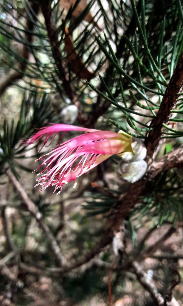 Calothamnus macrocarpus in 68mm Super Tube – Trigg Plants