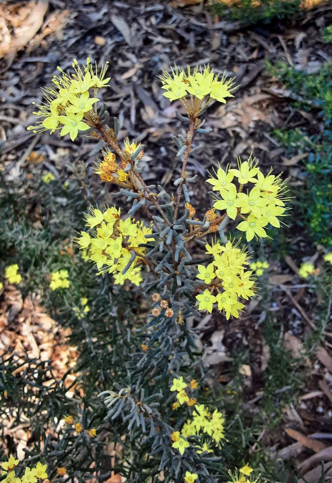 Phebalium stenophyllum in 50mm Forestry Tube – Trigg Plants