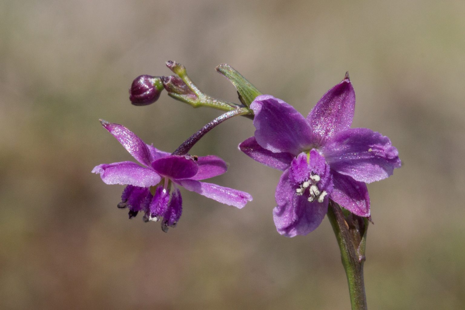 Arthropodium Minus 20 Seeds Trigg Plants Arthropodium Minus 20 Seeds Trigg Plants