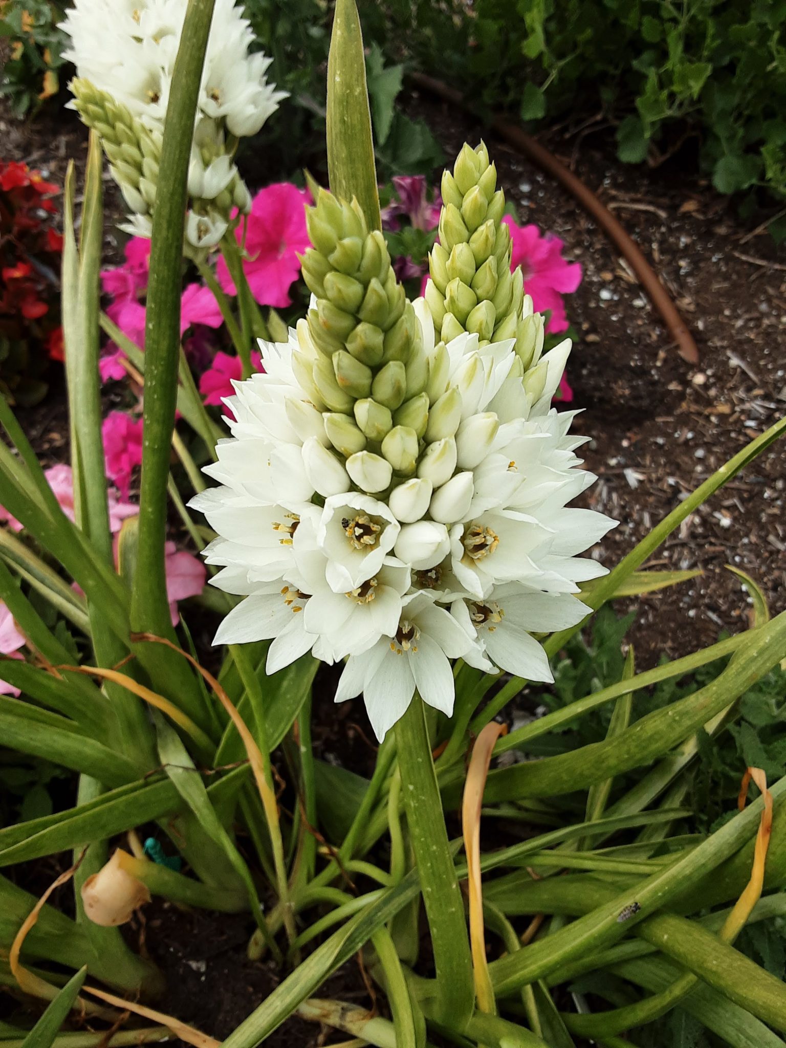 Ornithogalum thysoides 20 seeds – Trigg Plants