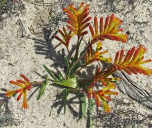 Native Plants – Page 3 – Trigg Plants