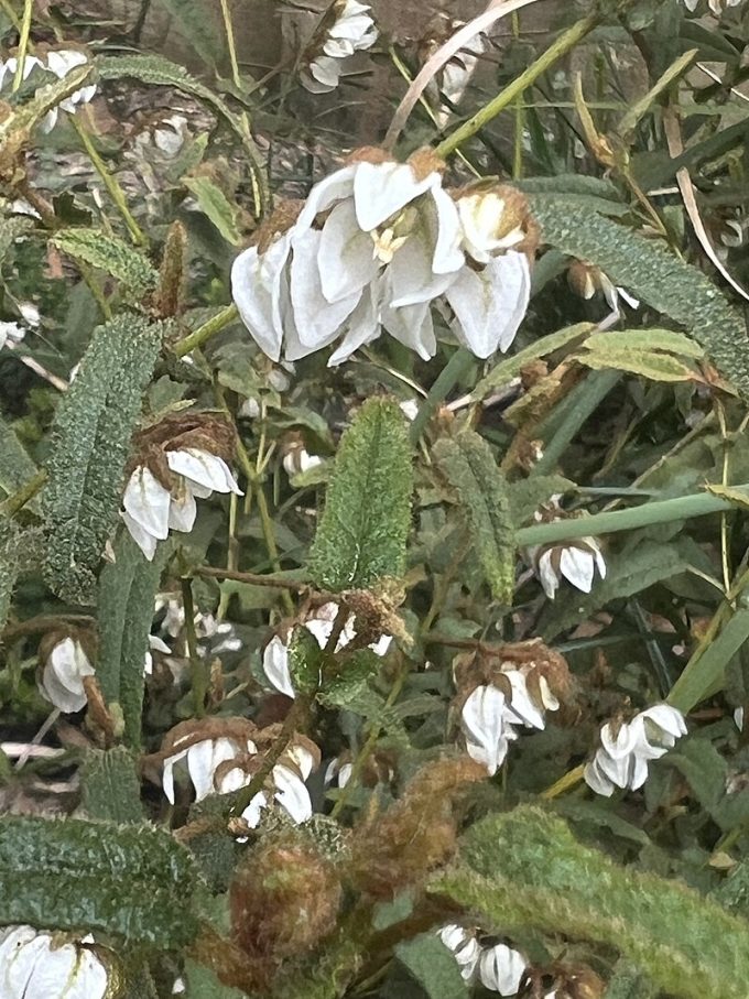 Thomasia pauciflora white form in 50mm Forestry Tube – Trigg Plants