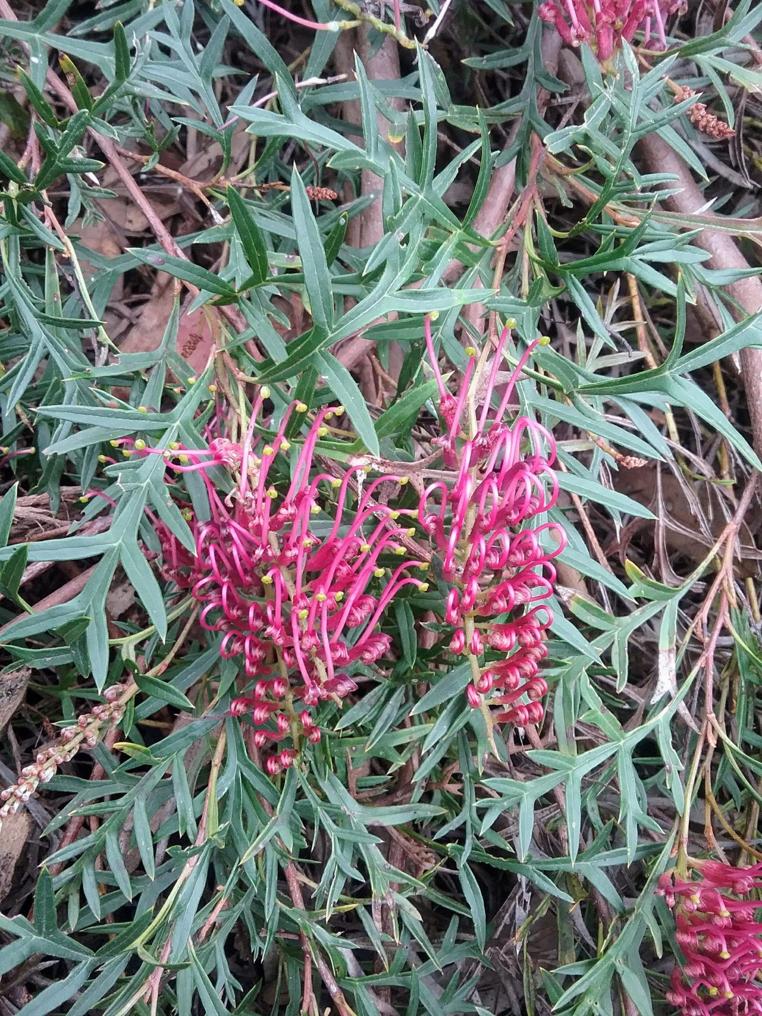Grevillea Bronze Rambler in 50mm Forestry Tube – Trigg Plants