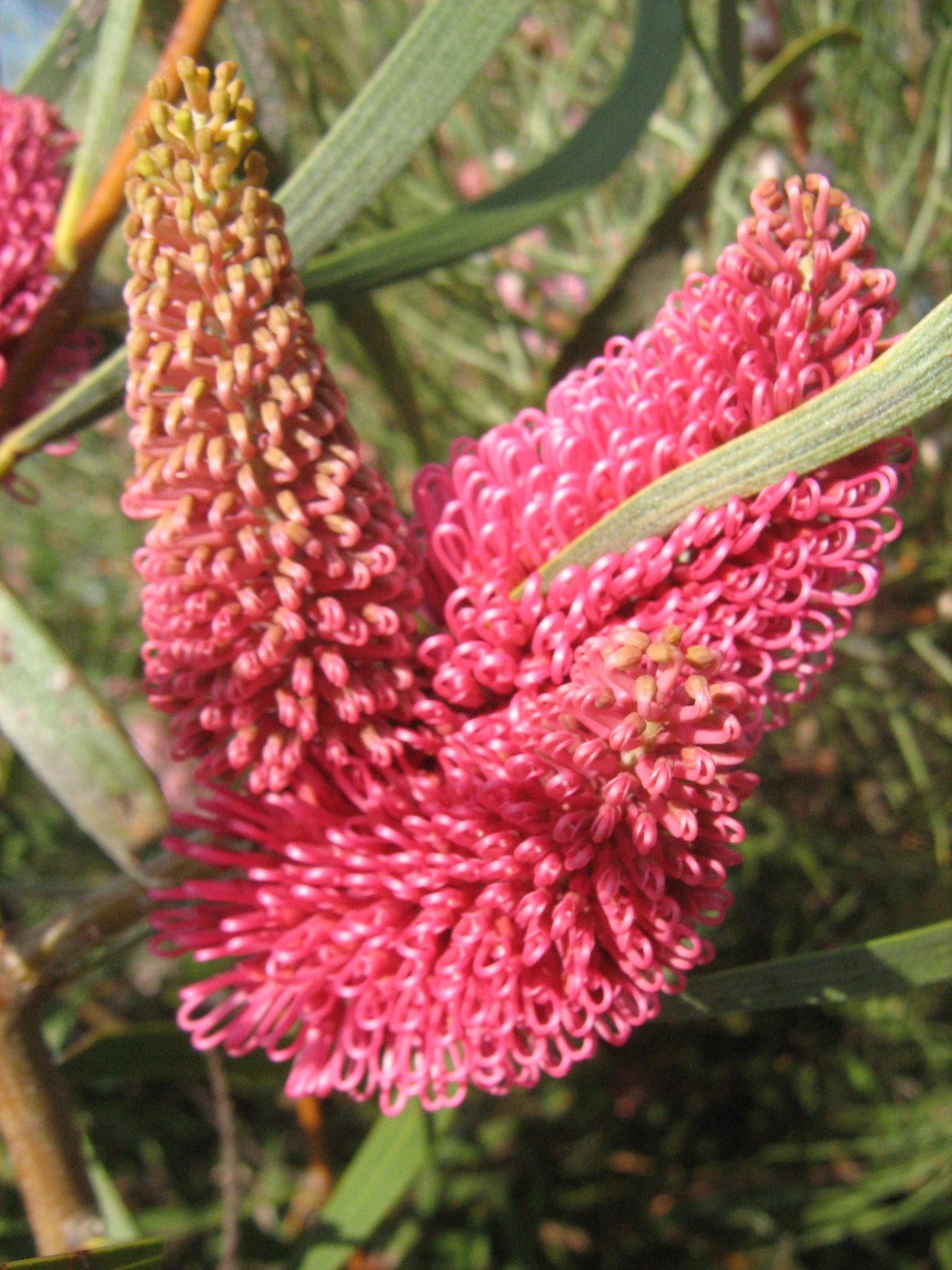 Hakea – Page 2 – Trigg Plants