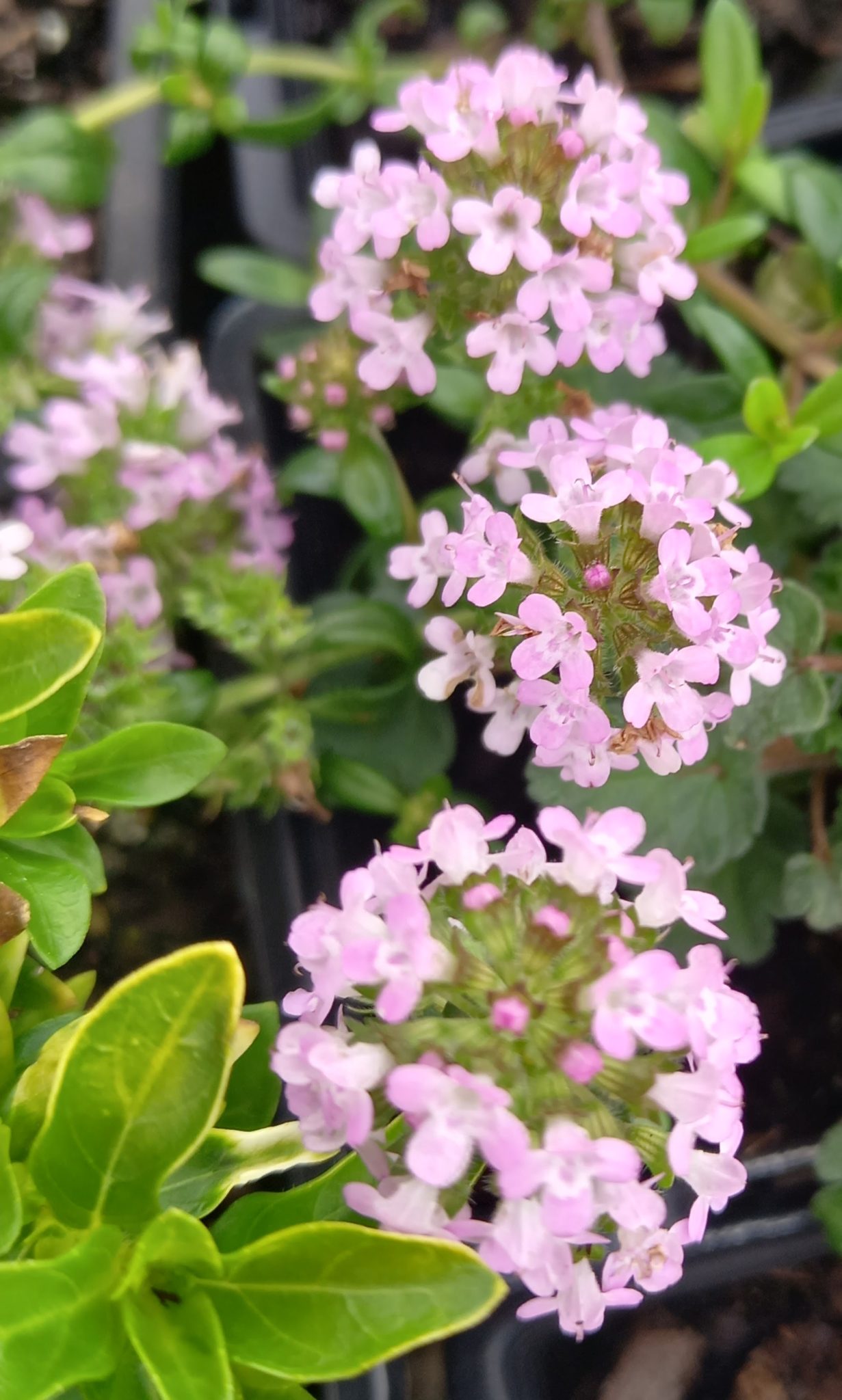 Thymus Pink Buttons in 68mm Super Tube – Trigg Plants