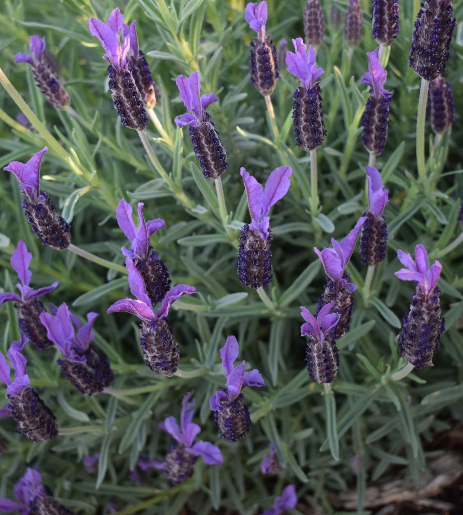 Lavender Javelin Forte Deep Purple in 50mm Forestry Tube – Trigg Plants