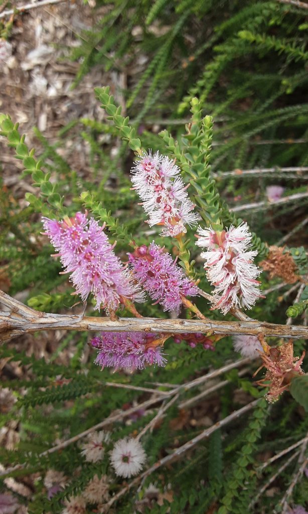 Melaleuca gibbosa Pink Passion in 50mm forestry tube – Trigg Plants