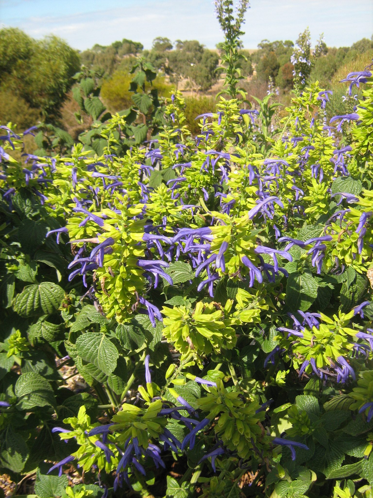 Salvia mexicana Limelight in 68mm Super Tube – Trigg Plants