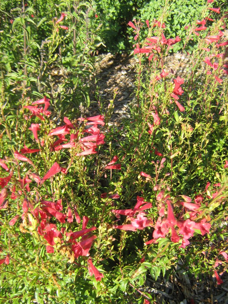 Penstemon Firebird in 50mm Forestry Tube – Trigg Plants