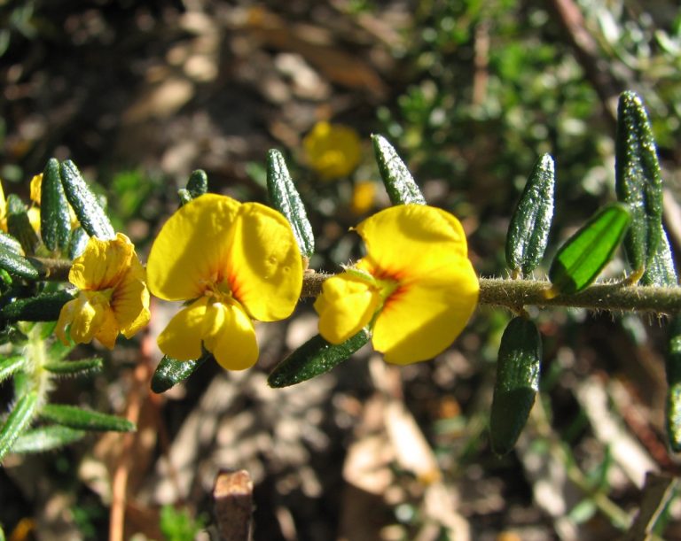 Aotus ericoides in 50mm Forestry Tube – Trigg Plants