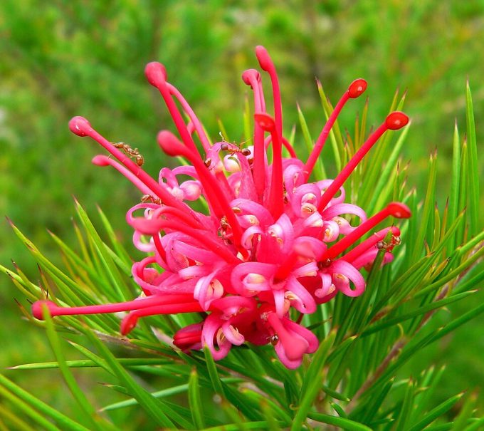 Grevillea Pink Pearl in 68mm Super Tube – Trigg Plants