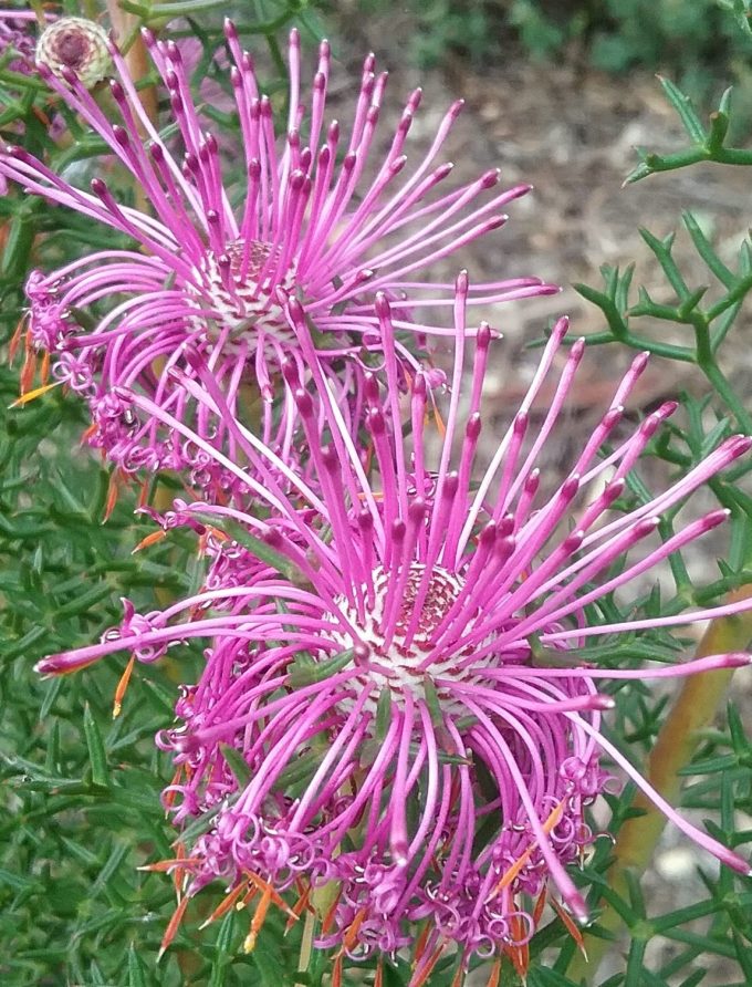 Isopogon formosus grey leaf form in 68mm Super Tube – Trigg Plants