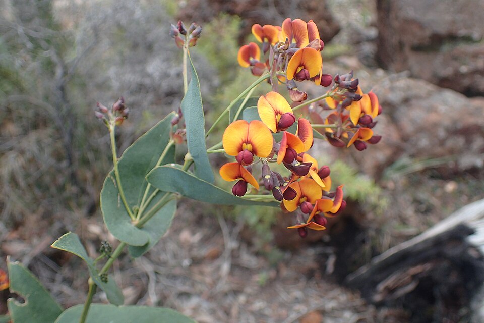 Daviesia cordata in 50mm Forestry tube – Trigg Plants