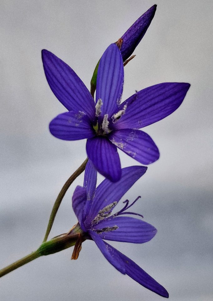 Geissorhiza aspera 10 seeds – Trigg Plants