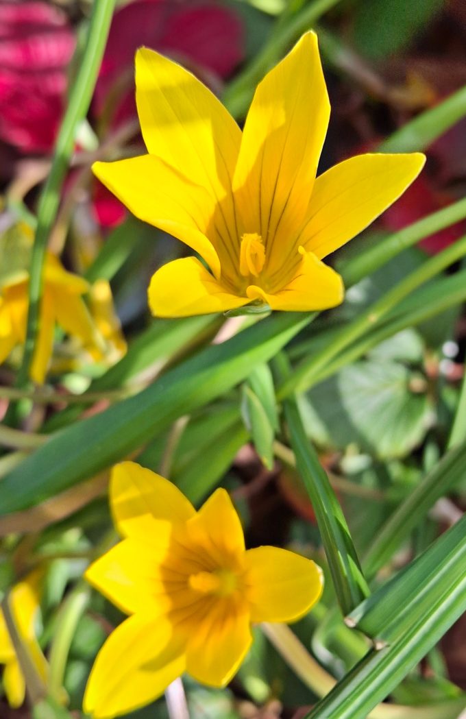 Romulea flava 10 seeds – Trigg Plants