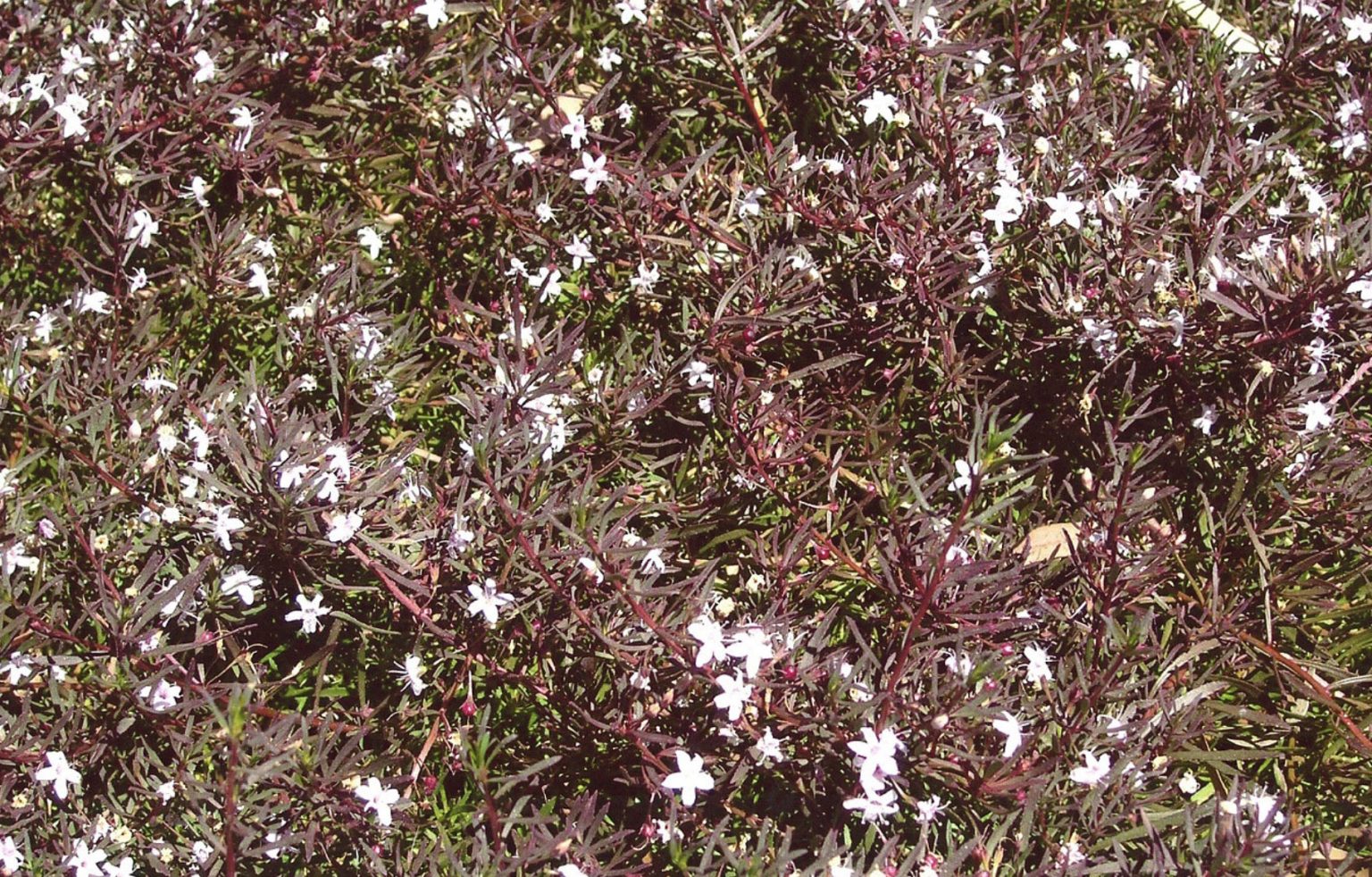 Myoporum parvifolium fine leaf burgundy in 50mm Forestry Tube – Trigg ...