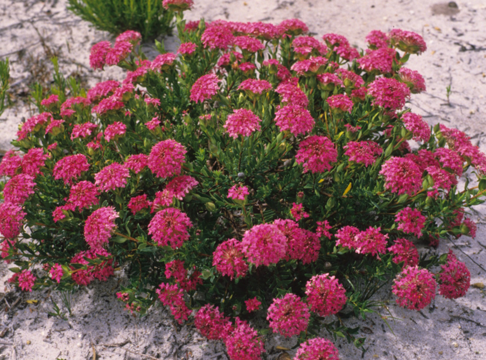Pimelea rosea in 50mm Forestry Tube – Trigg Plants